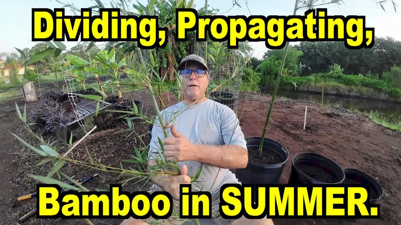 Dividing, Propagating, Transplanting & Potting Bamboo in SUMMER. - YouTube