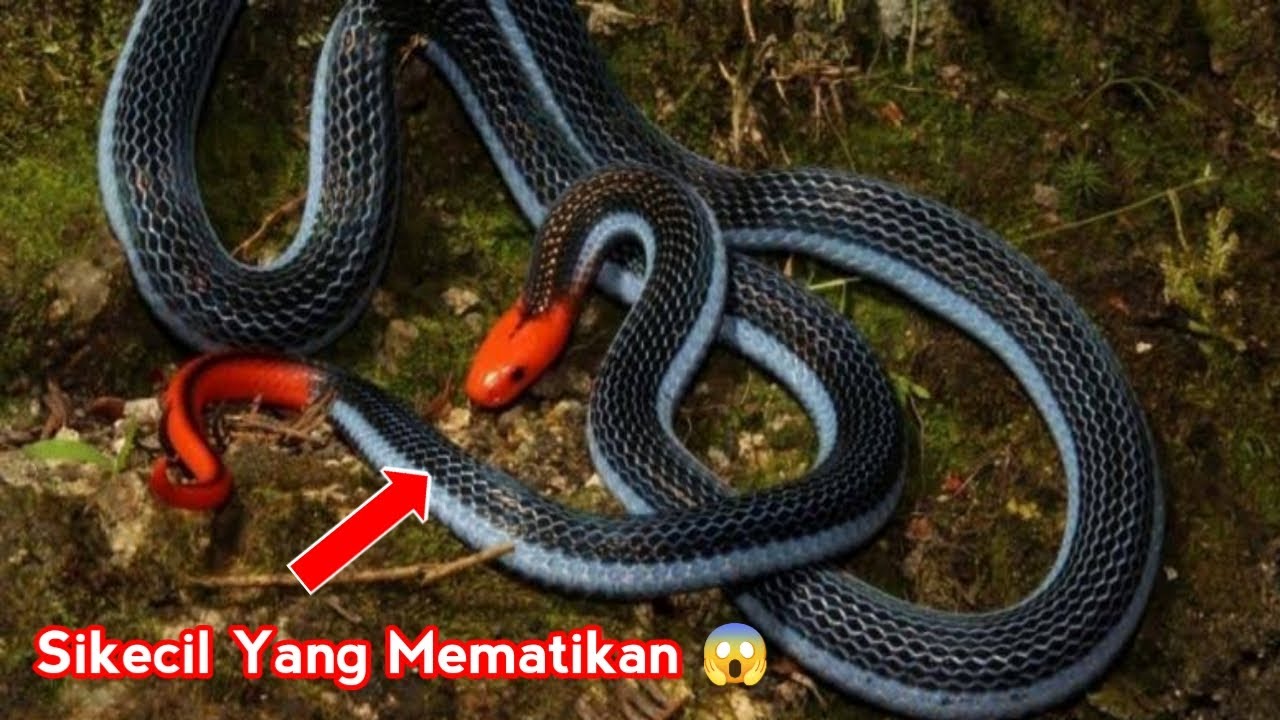 Ular Paling Berbisa Yang Ada Di Indonesia | No.1 Paling Berbisa Didunia ...