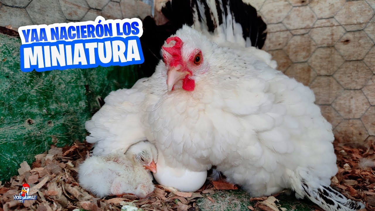 YAAA Nacieron los Pollitos MINIATURA 🐣 - YouTube