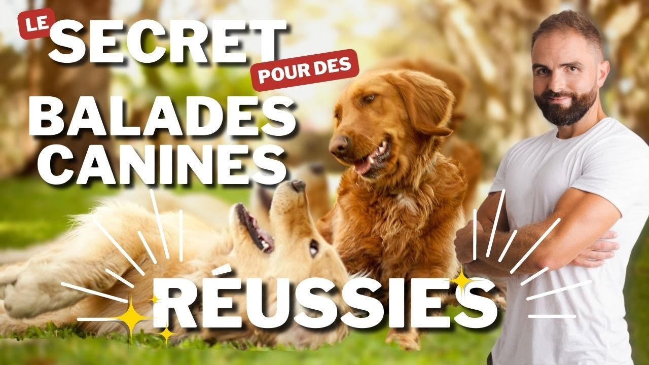 3 CONSEILS pour de meilleures balades canines ! - YouTube
