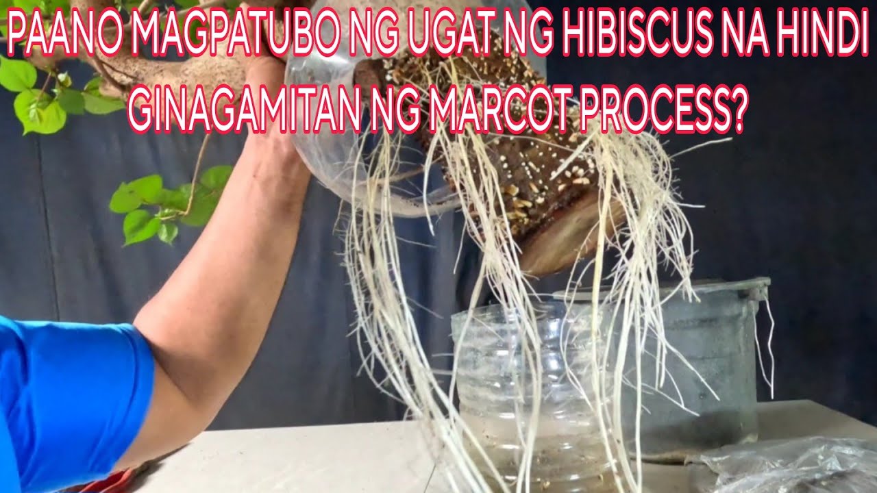 TECHNIQUE PARA MAPAUGAT ANG MGA CUTTINGS NG HIBISCUS NA HINDI GINAGAMITAN NG MARCOT PROCESS ...
