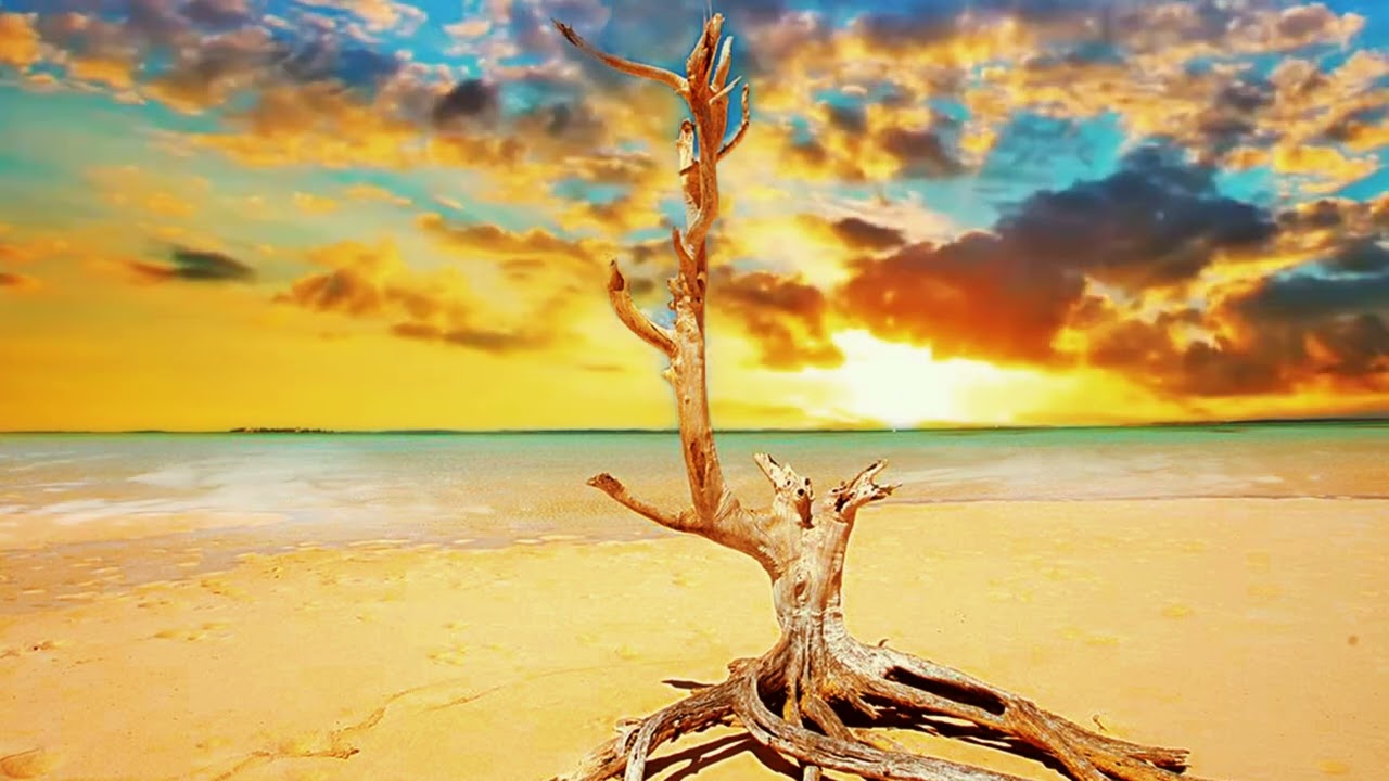 Bare Tree No Copyright Video | Dry Tree Copyright Free Videos | Bare ...