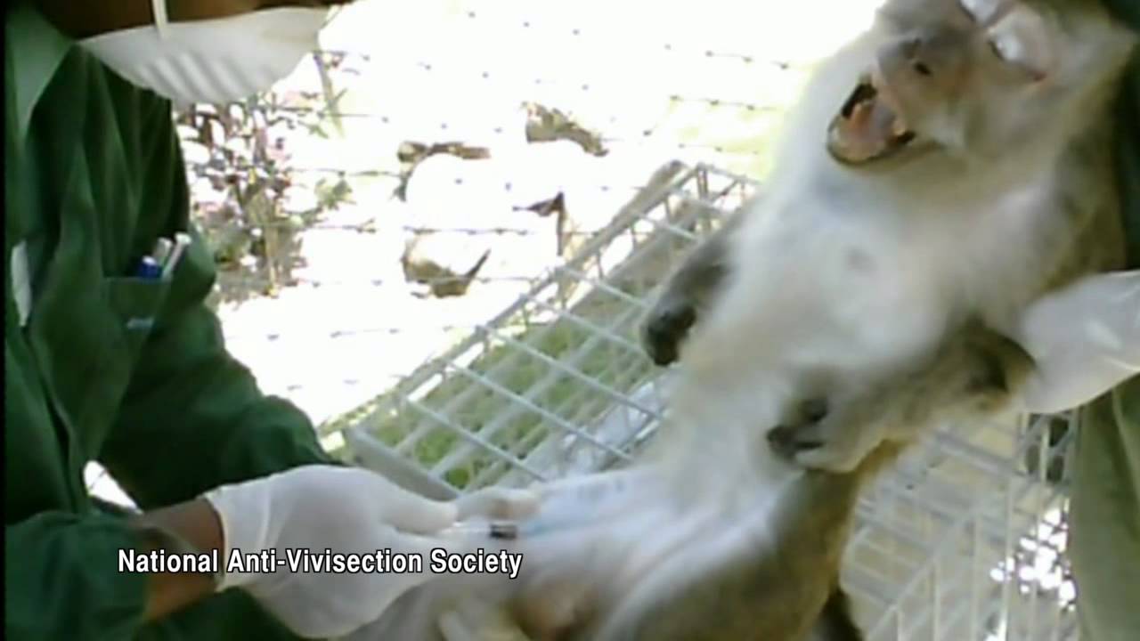 Primate trade exposed by NAVS in Mauritius: Just a pinprick - YouTube