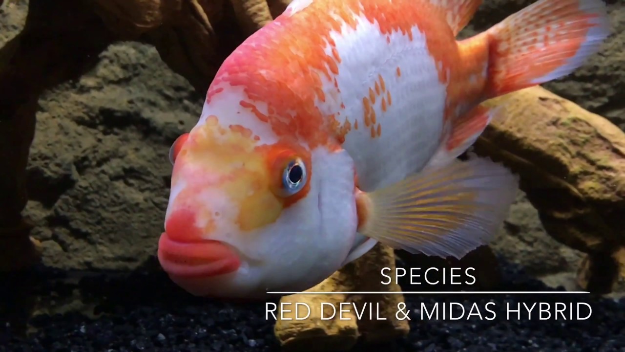 "Zeus" the Red Devil / Midas Hybrid w/ species info - YouTube