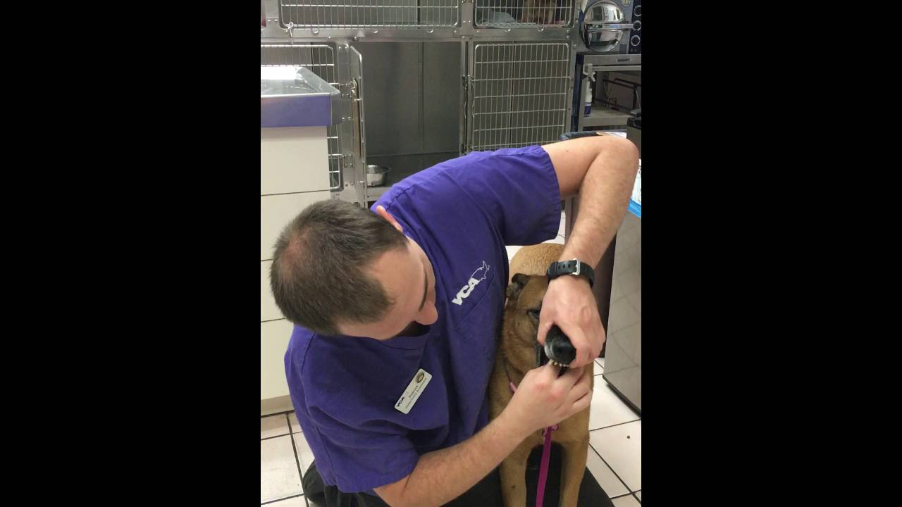 Hand pilling a dog - YouTube