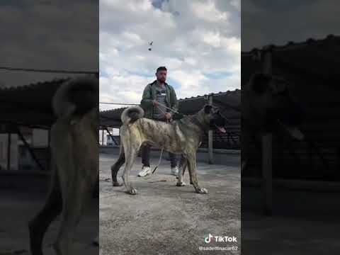 Tik Tok Kangal videoları