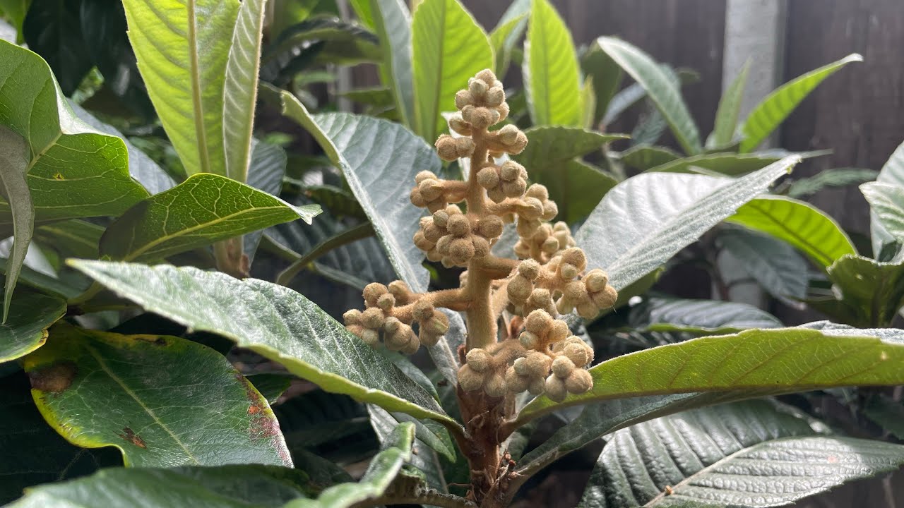 Rose-Anne Loquat Tree September Update - YouTube