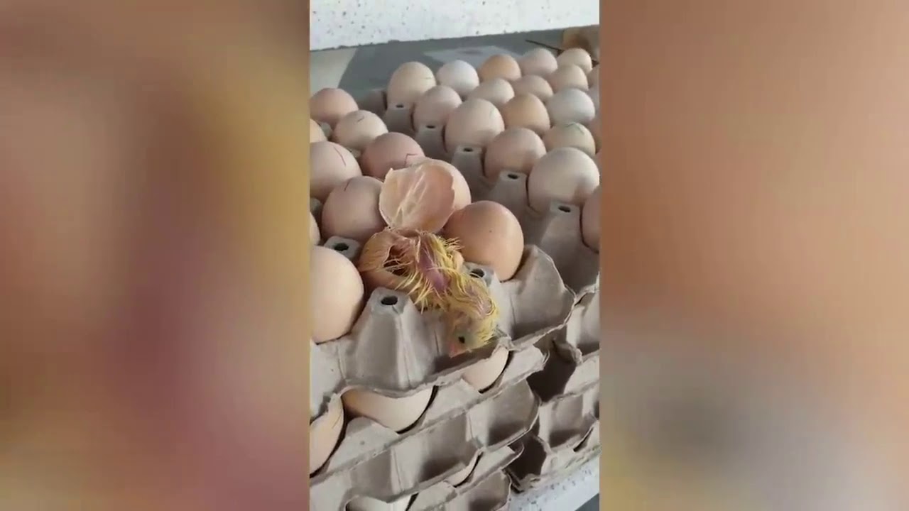 Pollito sale de su cascarón cuando iba ser vendido en el mercado - YouTube