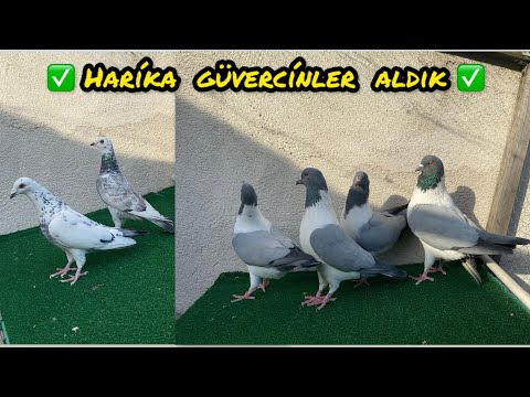 ✅ YENİ KUŞLAR GELDİ / Kümesimizdeki güncel durum ✅ #pigeon #güvercin #güvercinkümesi #birds 