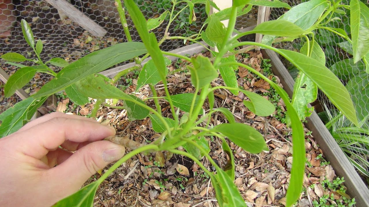 SUPER-charge Your Avocado Tree - YouTube