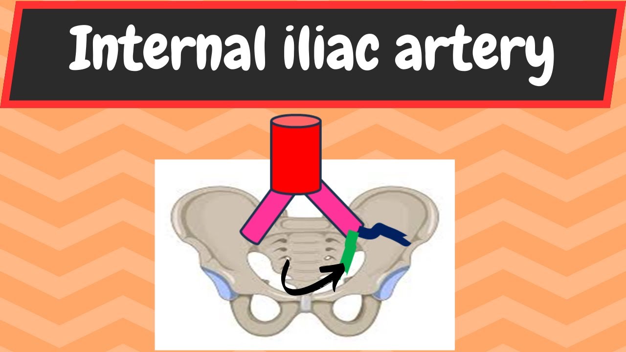 Internal iliac artery | | Blood supply of the Pelvis - YouTube