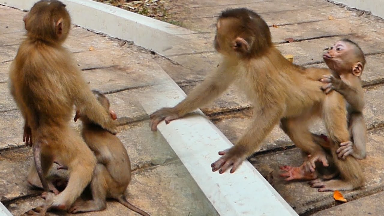 Monkey Royston is very pleasure to play with monkey Tiki - YouTube