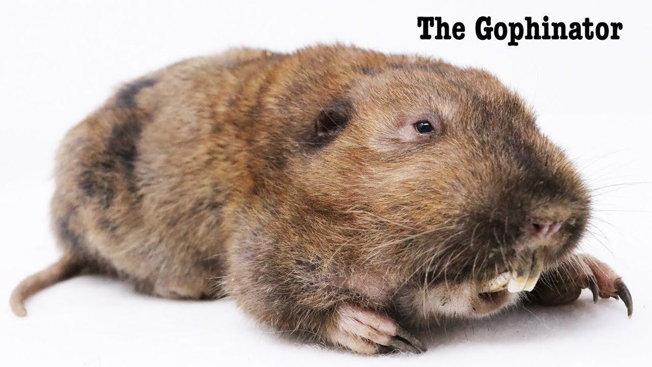 The GOPHINATOR Gopher Trap. - Mousetrap Monday. - YouTube