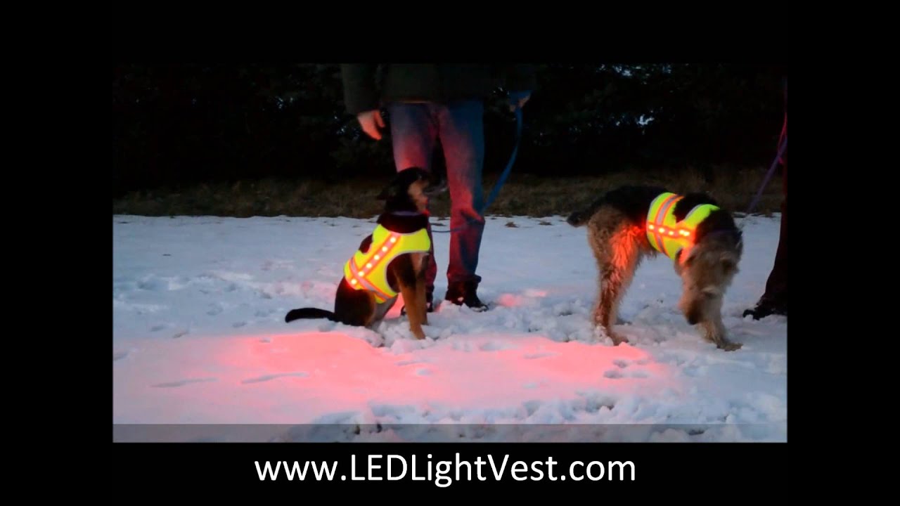 Dog LED Vest - YouTube