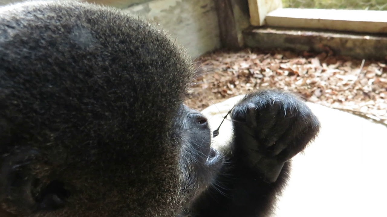 Rescued baby Woolly Monkey eating an insect - YouTube