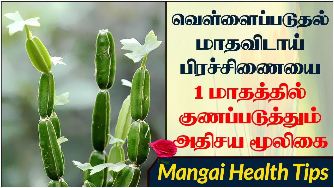 வெள்ளைப்படுதல்,மாதவிடாய் பிரச்சினையை 1 மாதத்தில் சரிசெய்யும் மூலிகை ...