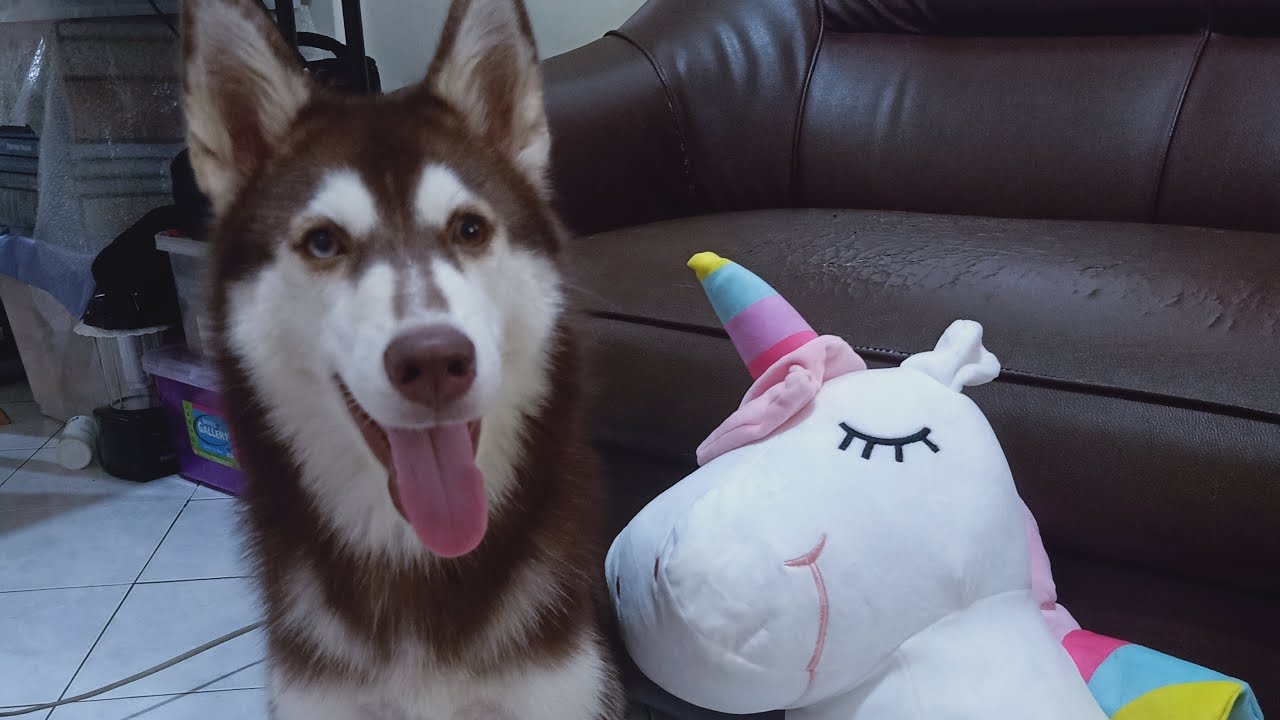 Henlo Mga Friends Kamusta - YouTube