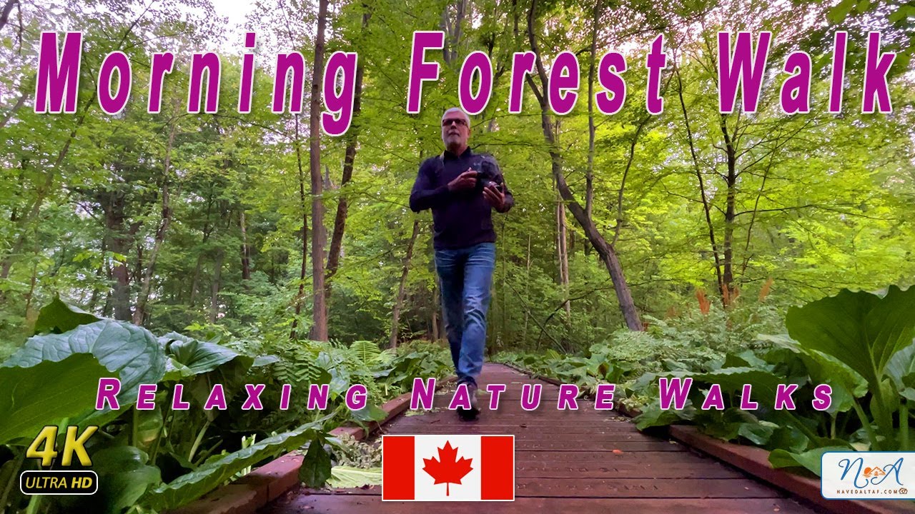 Relaxing Morning nature walk in Spring Forest with birds chirping | 4k ...