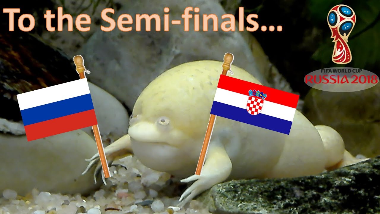 World Cup Russia 2018. The Guessing Frog. Russia vs Croatia | Quarter ...