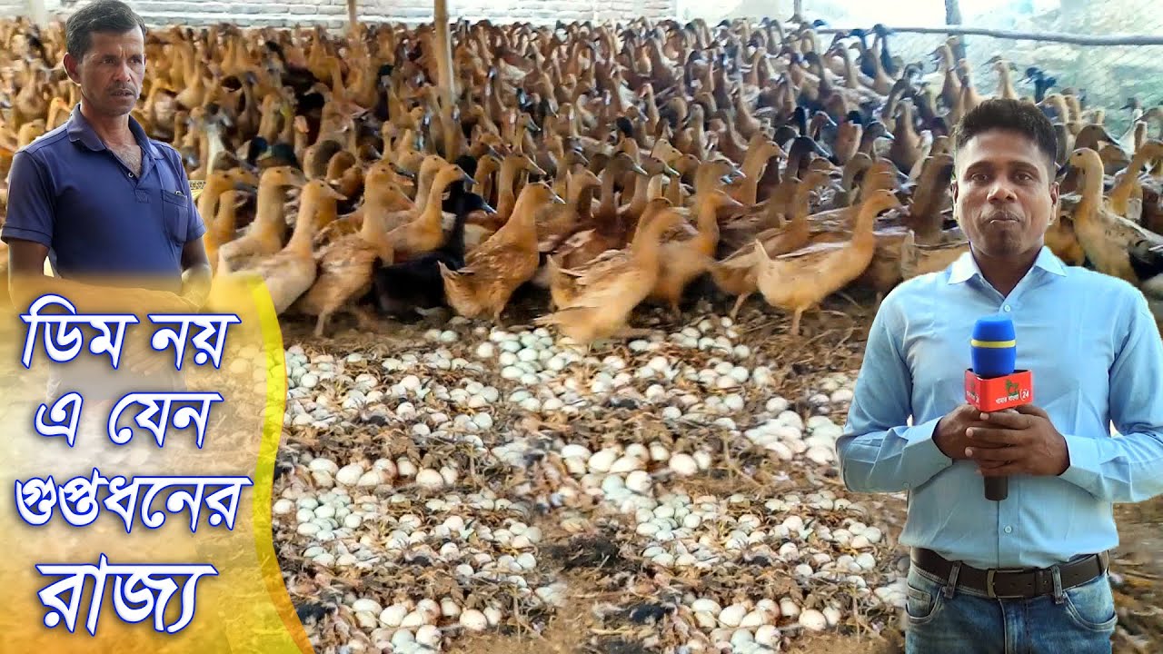 ডিম নয় এ যেন গুপ্তধনের রাজ্য || Duck farming in Bangladesh || Khamar ...