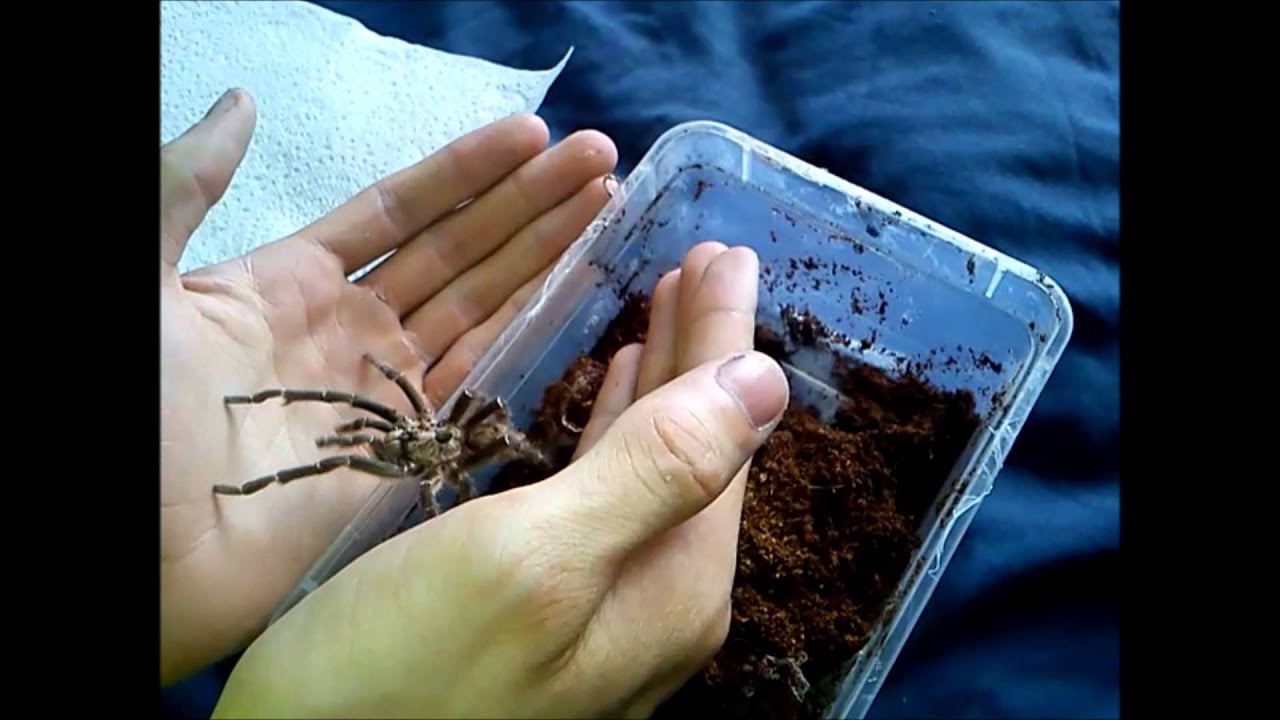 Packing my C.darlingi for 50/50 - YouTube