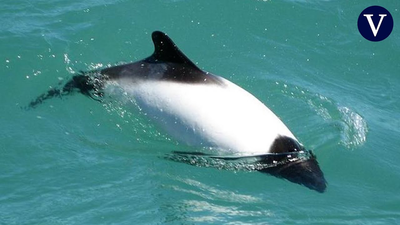 Impresionantes imágenes de la aparición de un delfín panda en la costa ...