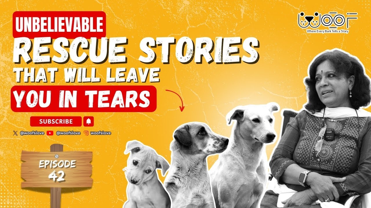 Unbelievable Street Dog Rescue Stories that Will Leave You in Tears ...