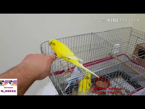 Muhabbet kuşu limon ve mavişin yumurtaları dolu mu boşmu kontrol ettik:)