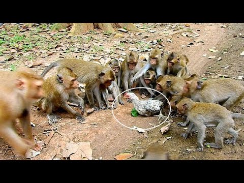Amazing group monkey catches orphan rooster, Monkey vs Chicken - YouTube