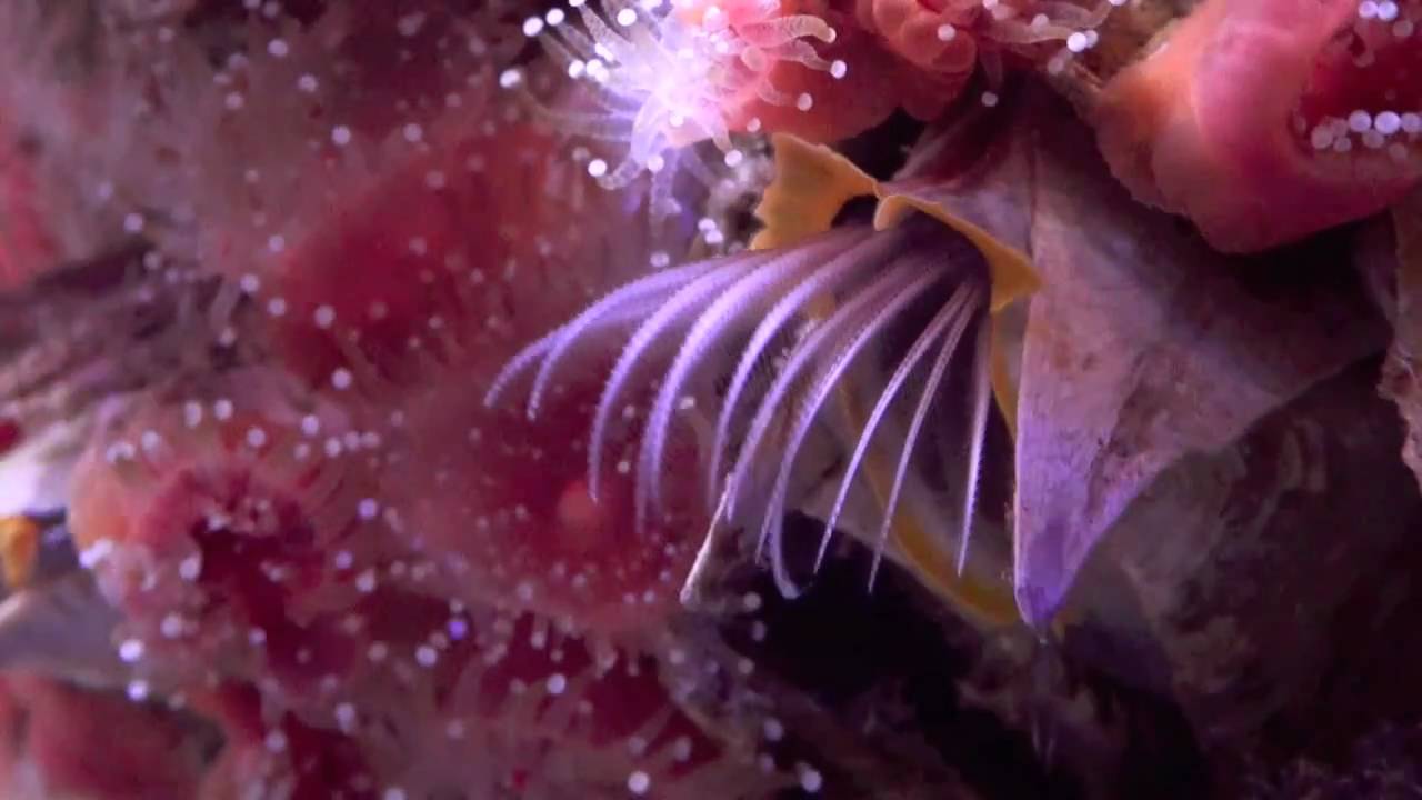 400 gal temperate reef - YouTube