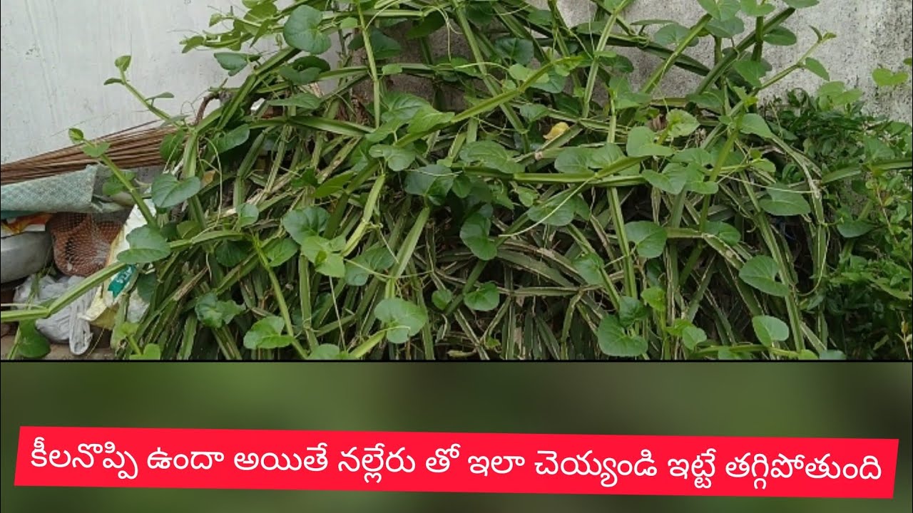 nalleru plant uses in telugu,nallaru plant, nalleru pachadi in telugu ...