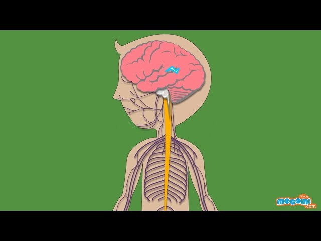 Nervous System Labeled For Kids 13 5th Grade Nervous System Project