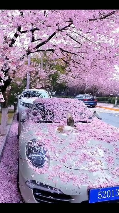 fakta unik bunga sakura #kebunmamahgafi #garden #bungasakura #plants #sakuraflower - YouTube