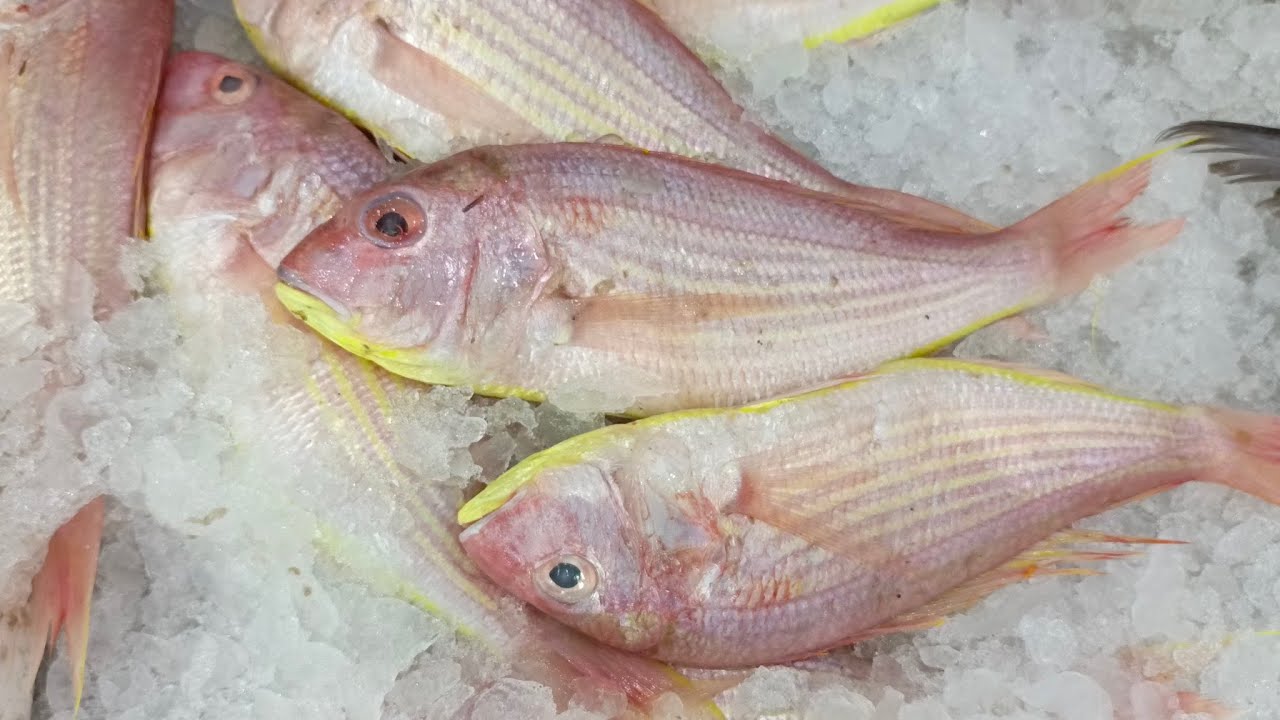 Hira fish1#america#foryou#fish#shortsvideo#2025#vlog#india#subscribe# ...