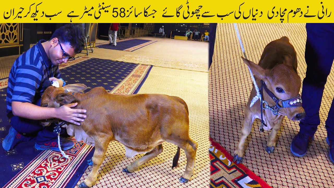 World's Smallest Cow | See Dwarf Cow in Pakistani Karachi 2022 - YouTube
