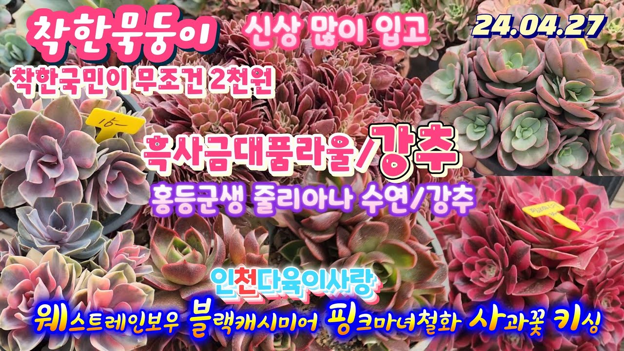 다육이사랑12천짤부터 묵둥이신상많이입고대품라울수연줄리아나 웨스트레인보우블랙캐시미어흑사금 Youtube