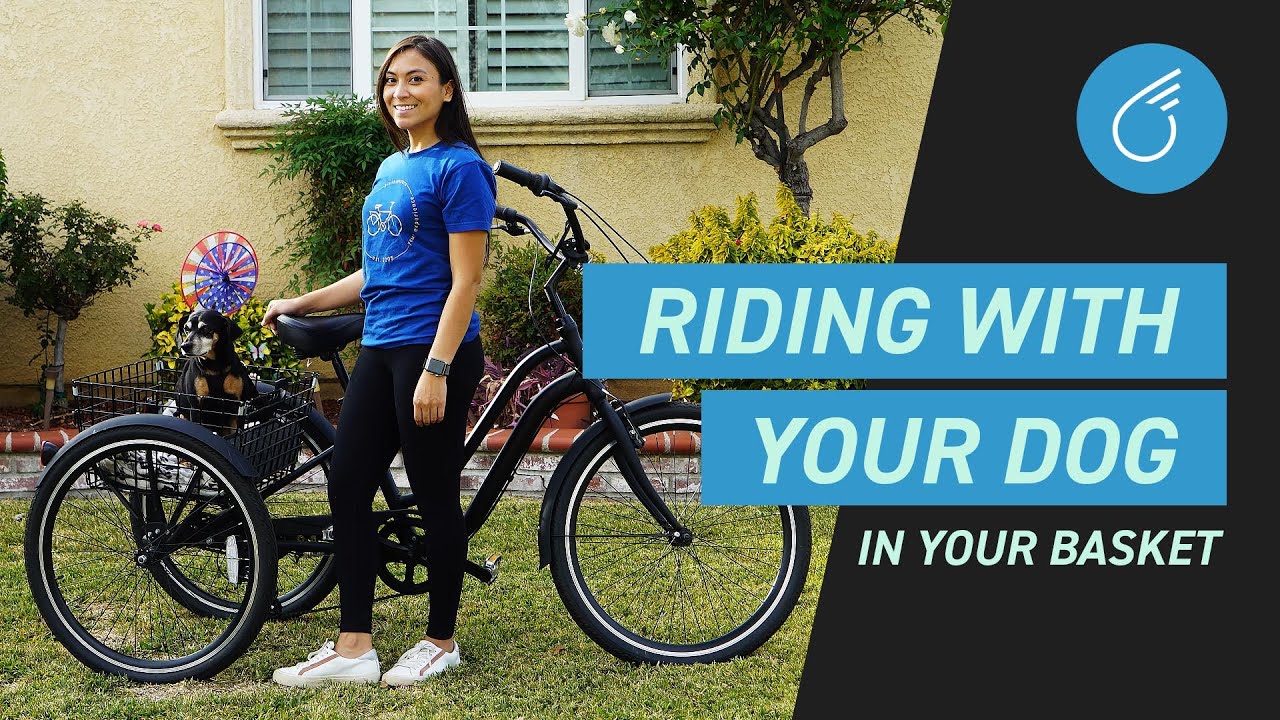 How To Ride With Your Dog in a Bike Basket | Adult Tricycles are Your ...