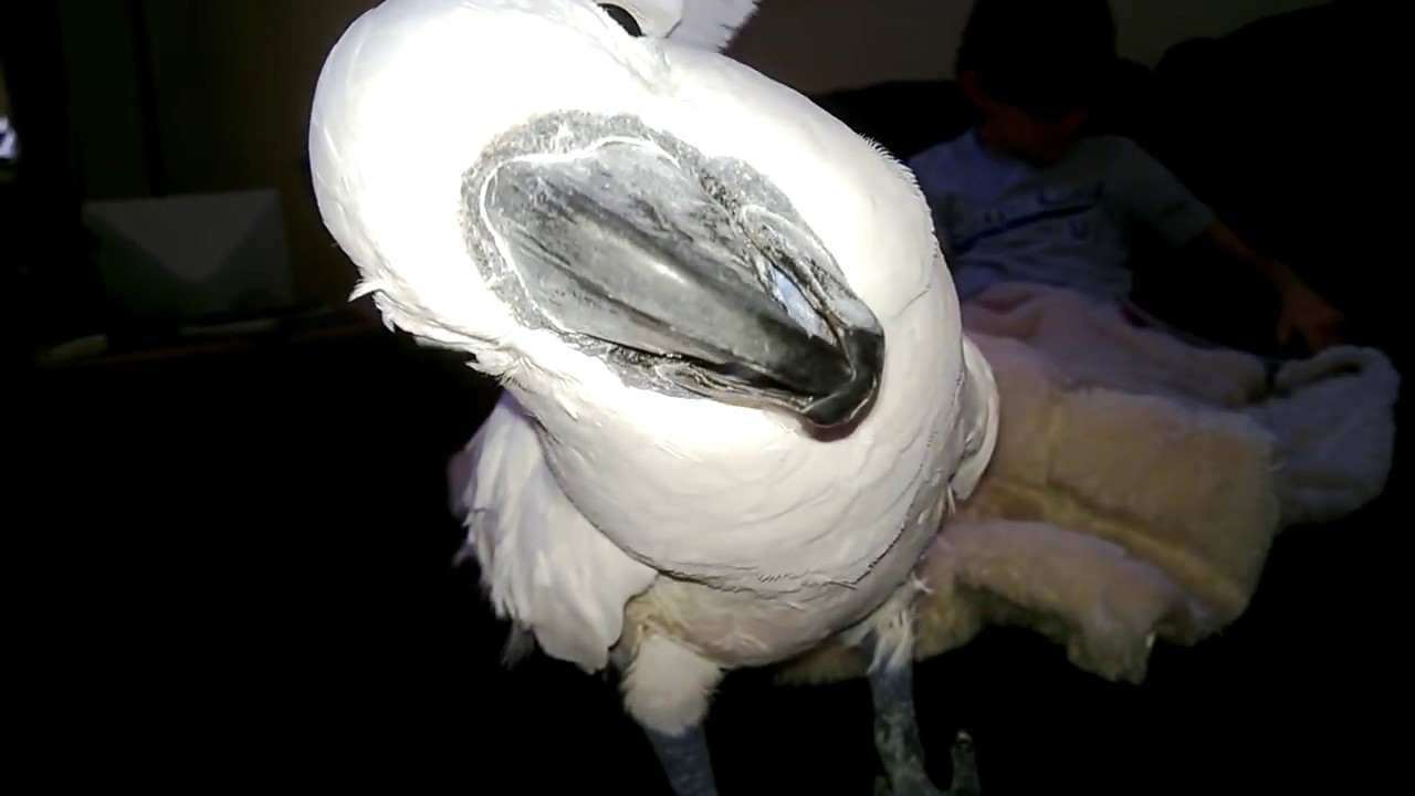 When talking pets (Cockatoo) attack - YouTube