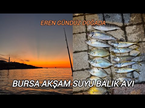 BURSA AKŞAM SUYU BALIK AVI / GEMLİK BALIK AVI / EREN GÜNDÜZ DOĞADA