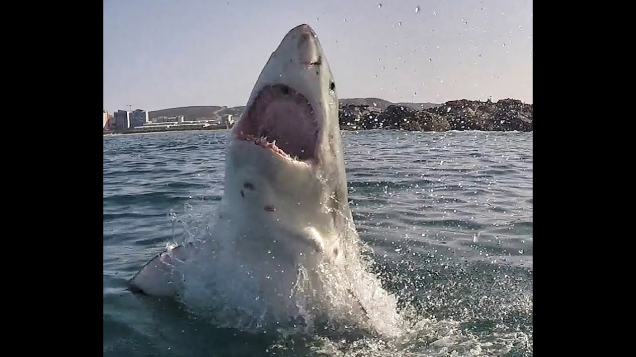 Real Vr fishing Killer Bob Great White Shark 21 September 2025 - YouTube