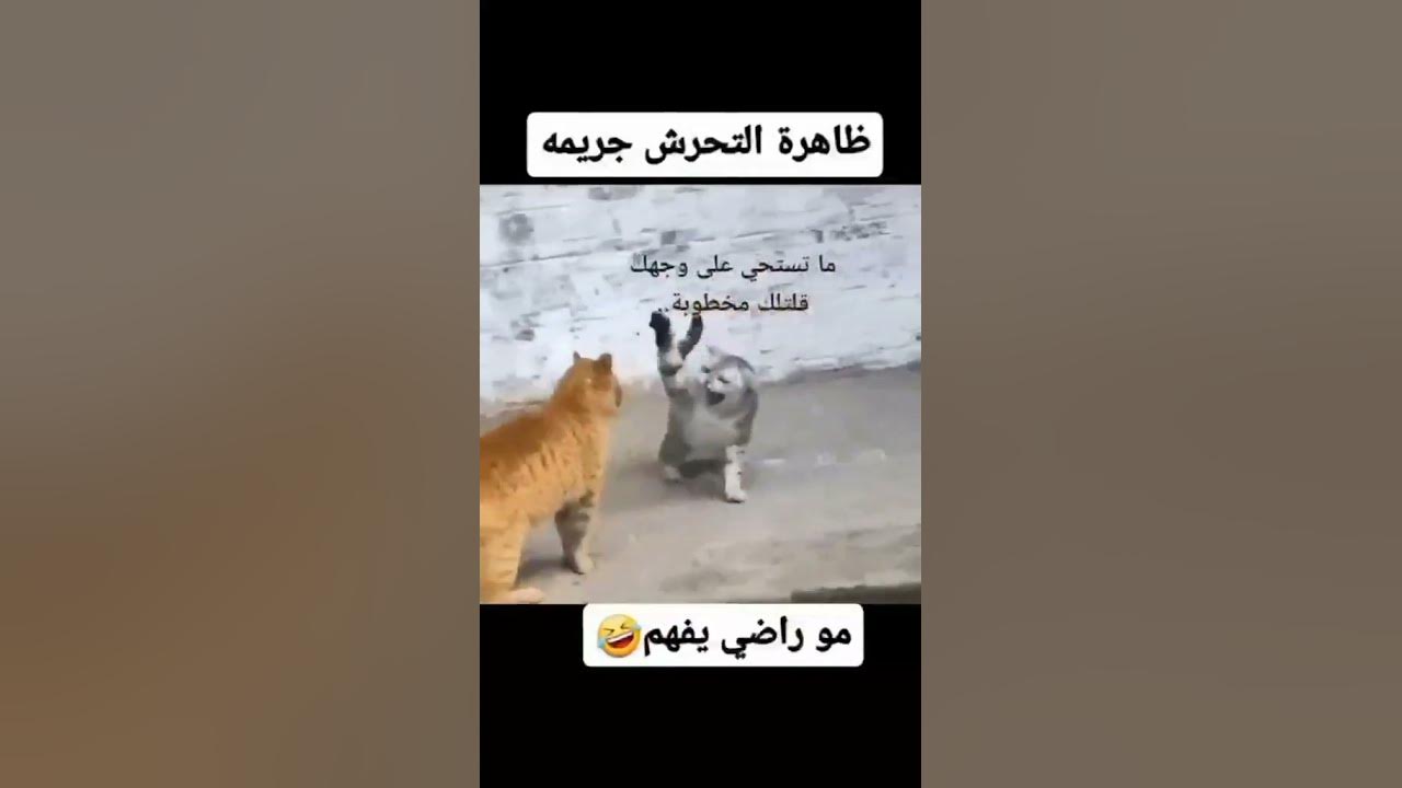 ضاهرة التحرش جريمة 😂 😂 Youtube
