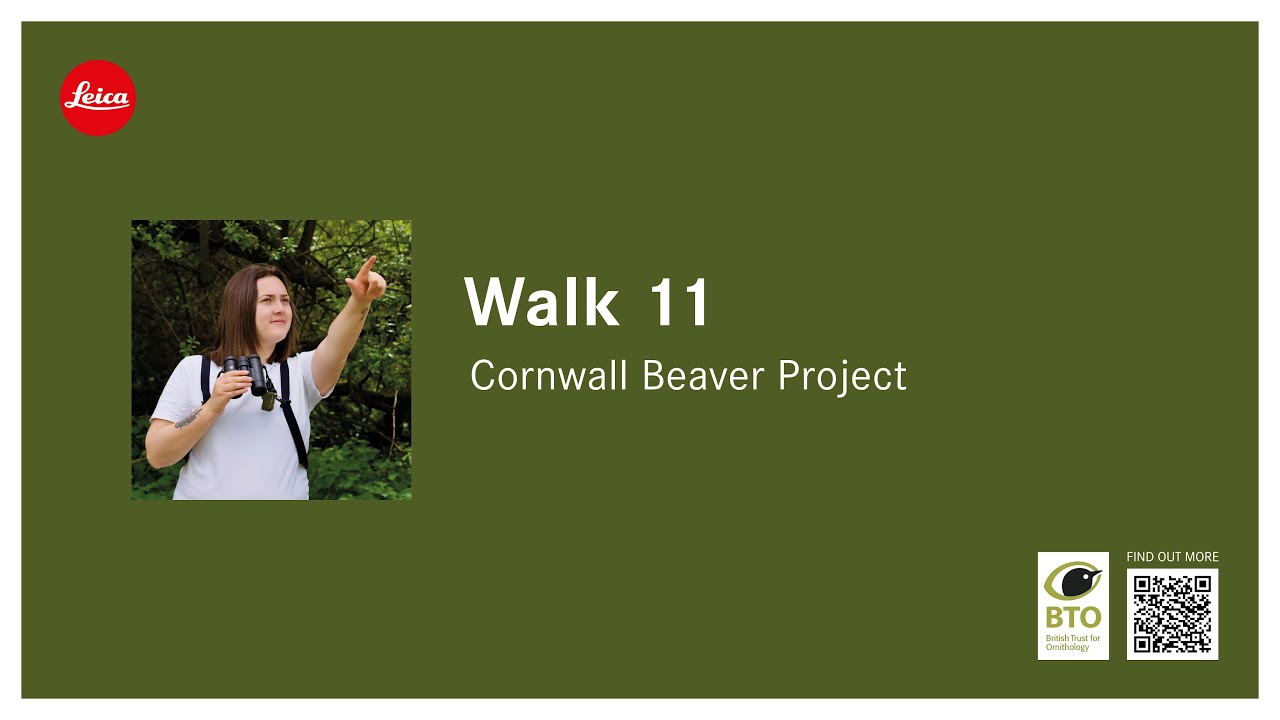 Cornwall Beaver Project with Felicity Jones - 11th '21 Wildlife Walks ...