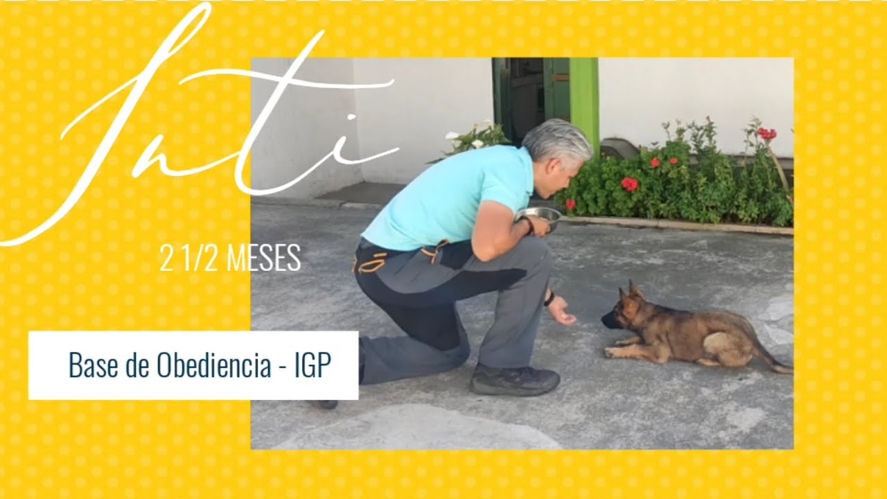 INTI - Inicio de Adiestramiento Deportivo - IGP - YouTube