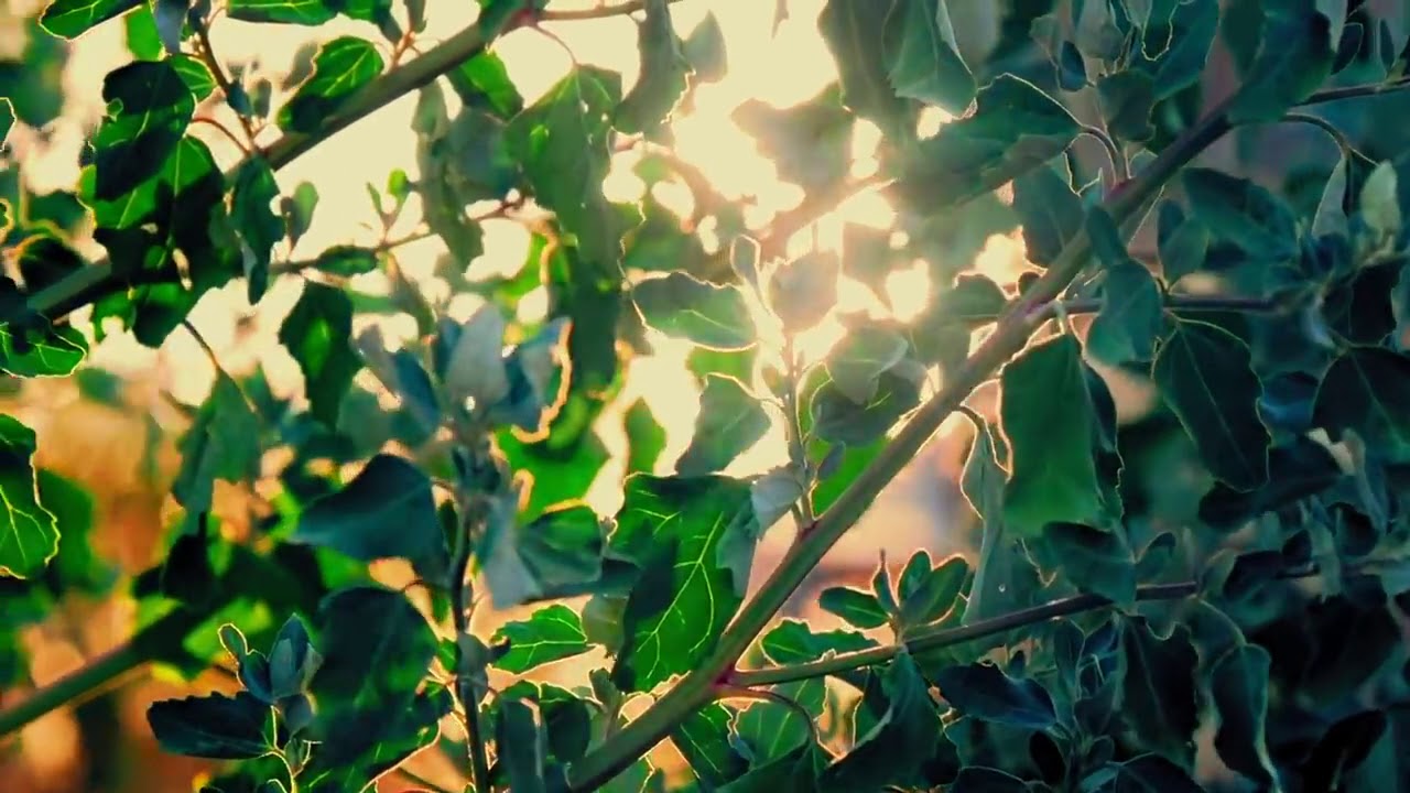 Bey T new songs 2020 -Aloolo - YouTube