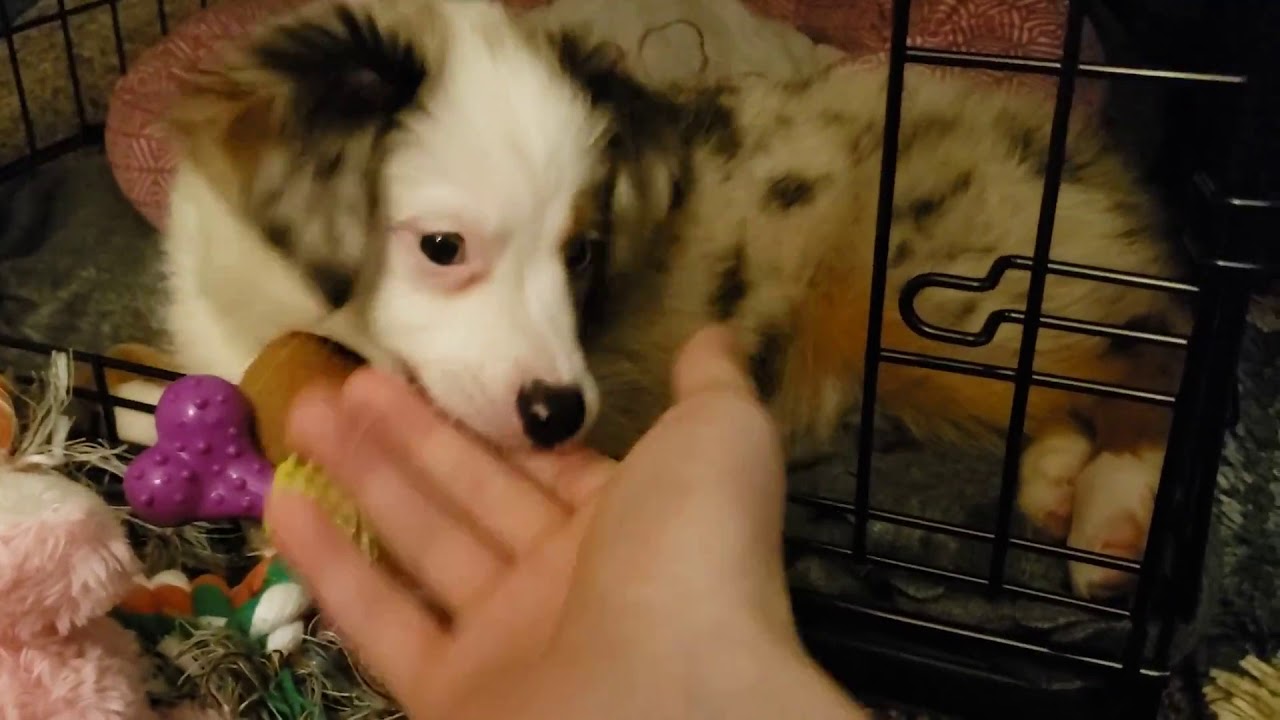 Coco Nibbles While We Play! - YouTube