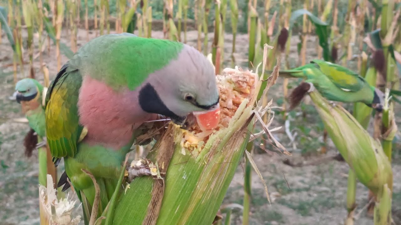 Funny Parrot Videos Compilation | Parrot Talking - YouTube