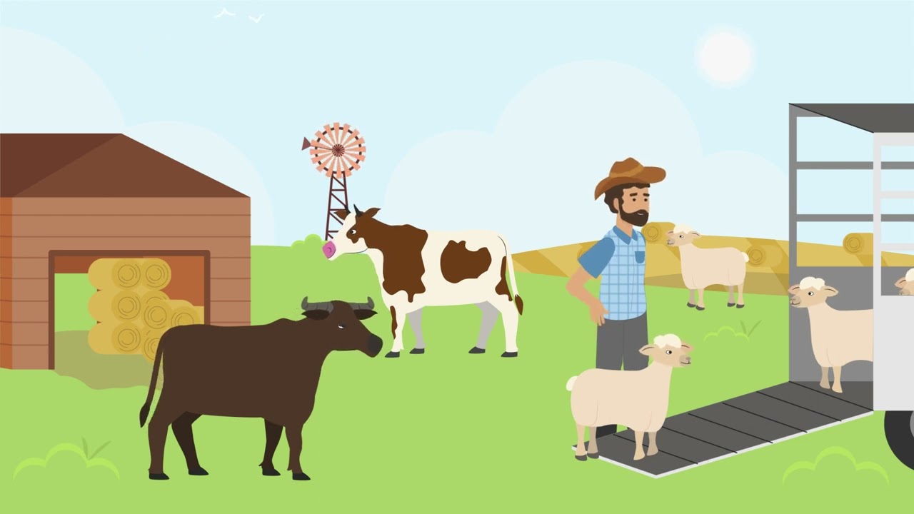 Livestock export regulation animation - YouTube