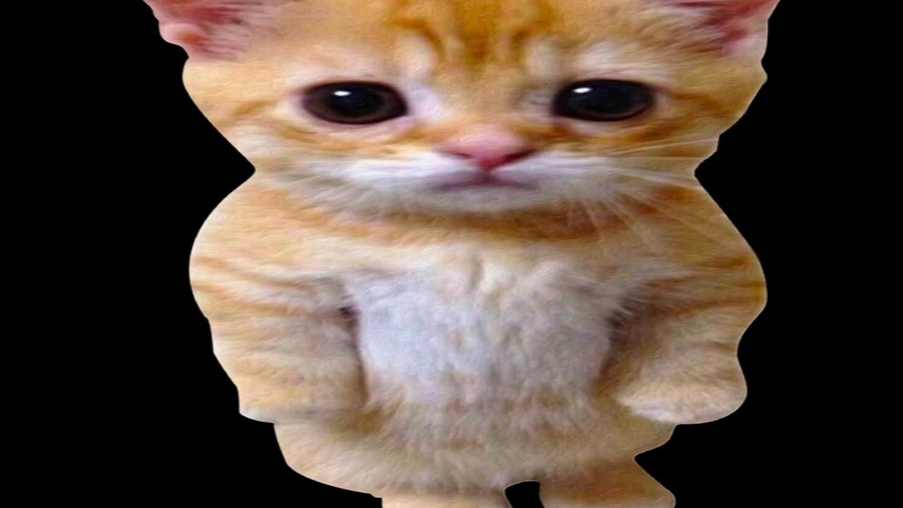 SCHNAPPI SCHNAPPI SCHNAP(VALORANT cute cats edit) - YouTube