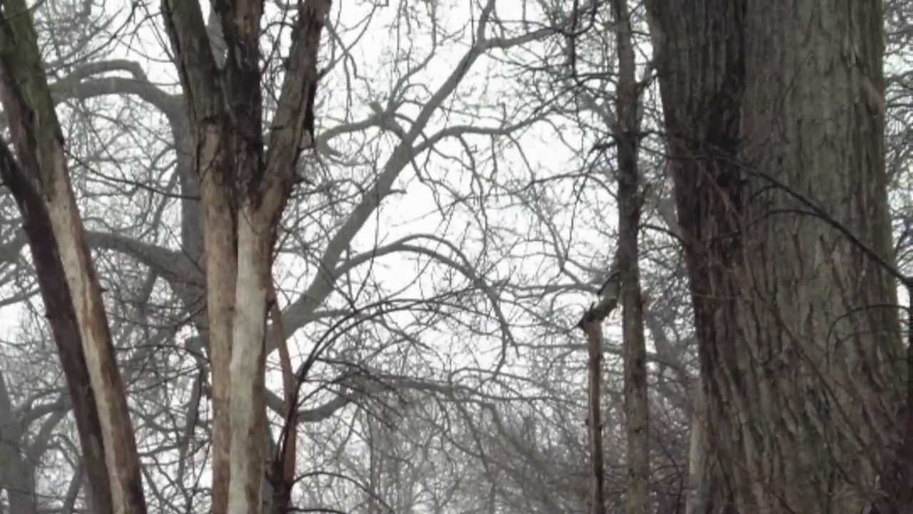 Michael Handler Project - Paranoid (Black Sabbath Banjo Cover) - YouTube