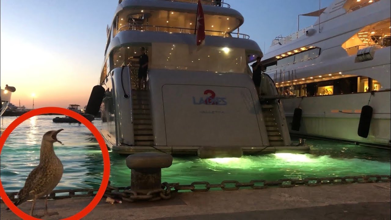 Seagull Bombs A Beautiful Yacht Docking In Capri - YouTube